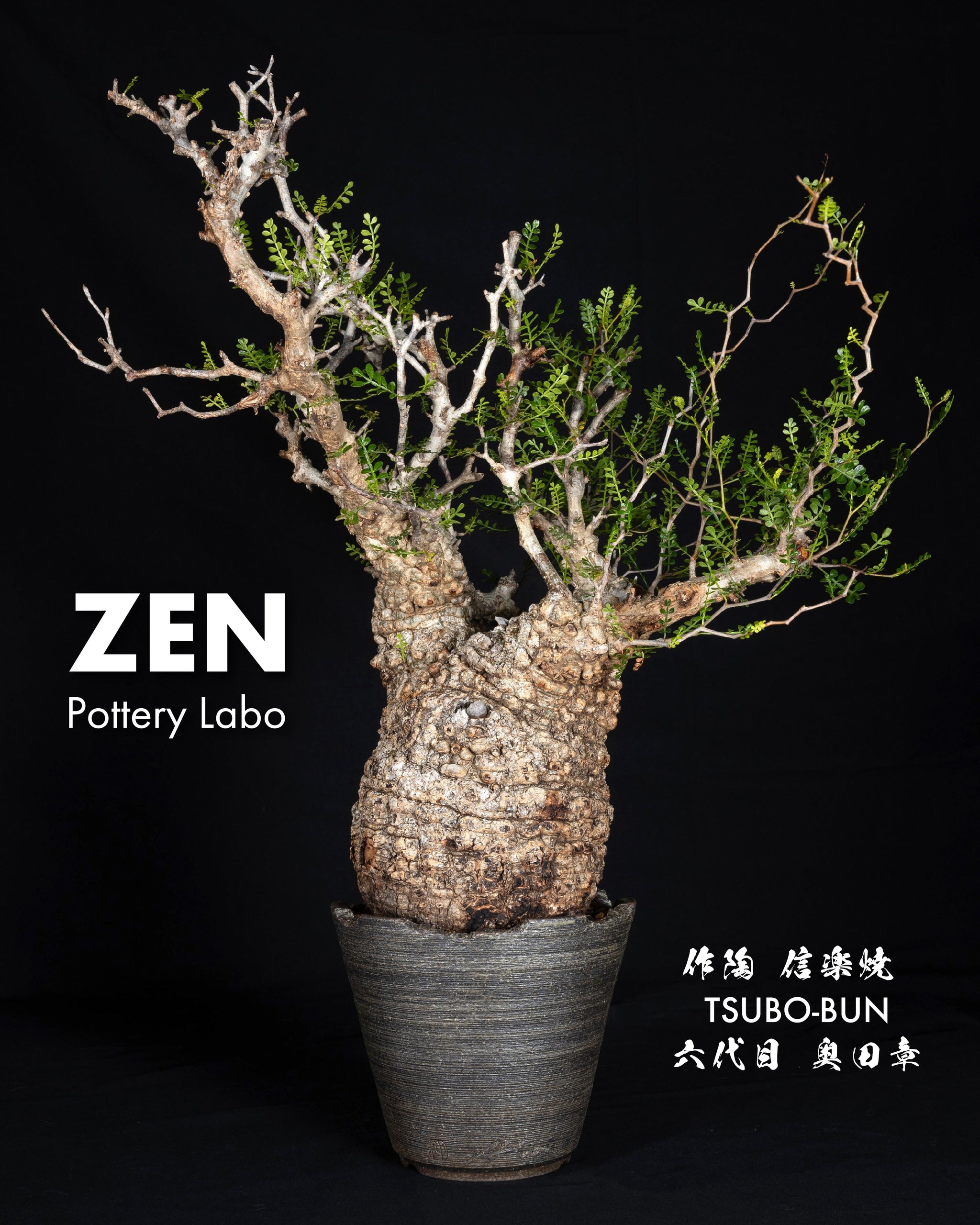 新作 ZEN Cup typeを販売開始いたします。